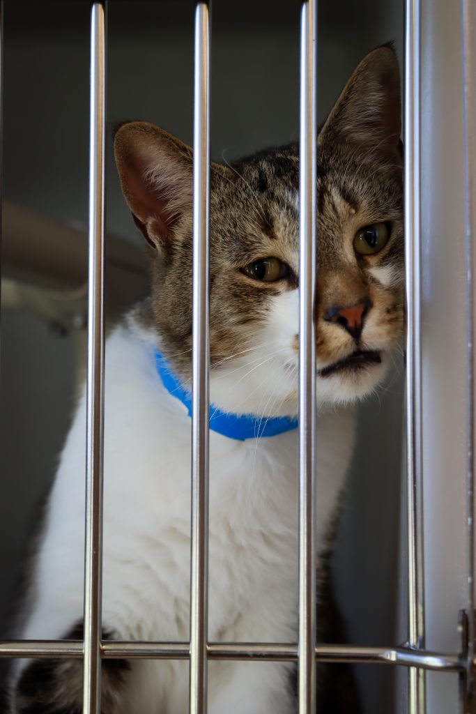 Humane Complaints – The Humane Society of Seneca County | Tiffin, Ohio